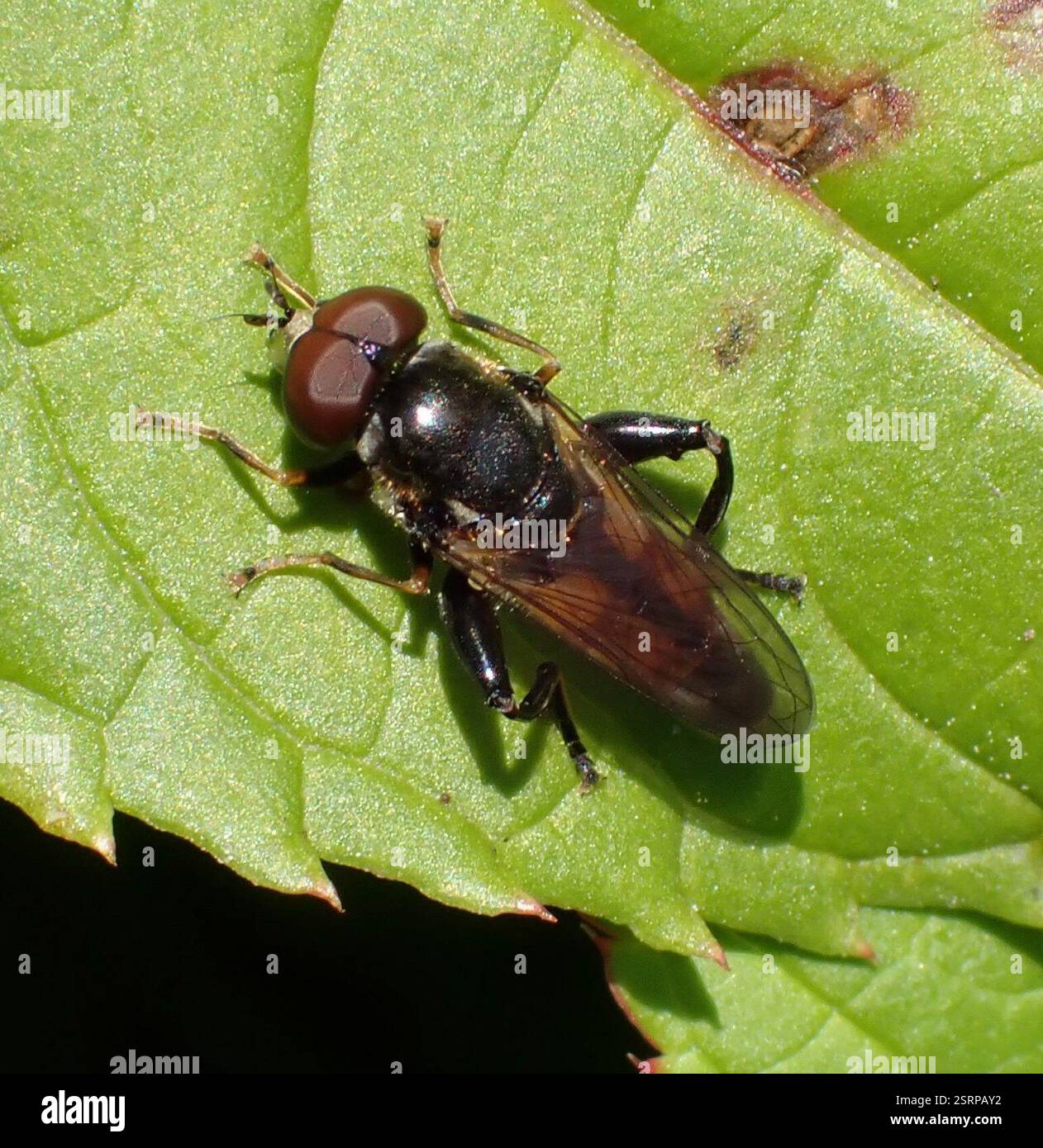 Tooth-thighed Hoverfly (Tropidia scita), Insecta, Nationaal Park De ...