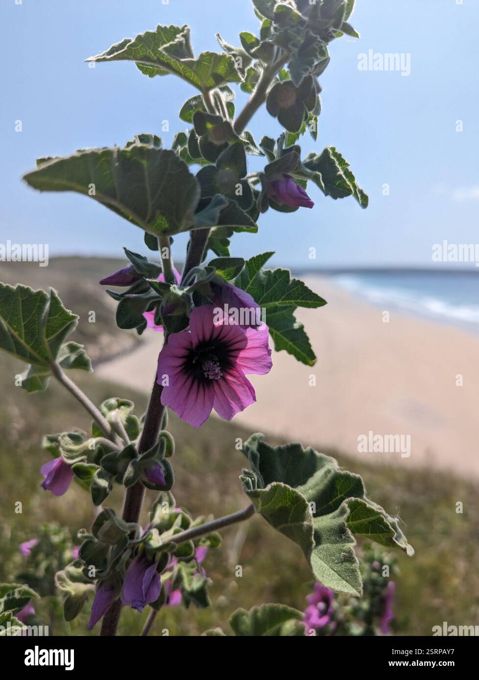 Tree Mallow (Malva arborea), Plantae, TR8 5FN, UK Stock Photo - Alamy