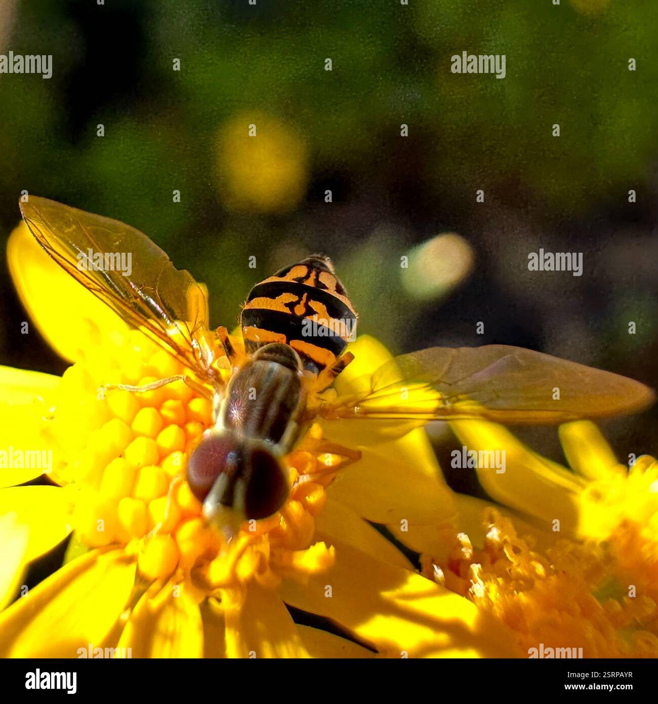 Eastern Calligrapher (Toxomerus geminatus), Insecta, Kentucky, US Stock ...