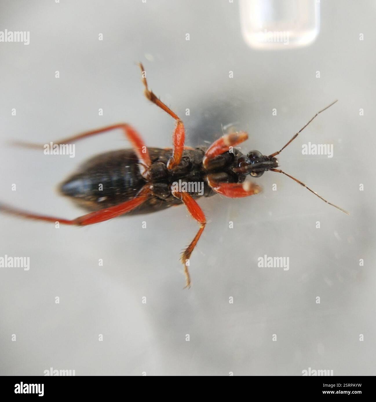 (Prostemma guttula), Insecta, Malinova dolina, Sofia, Bulgaria Stock ...