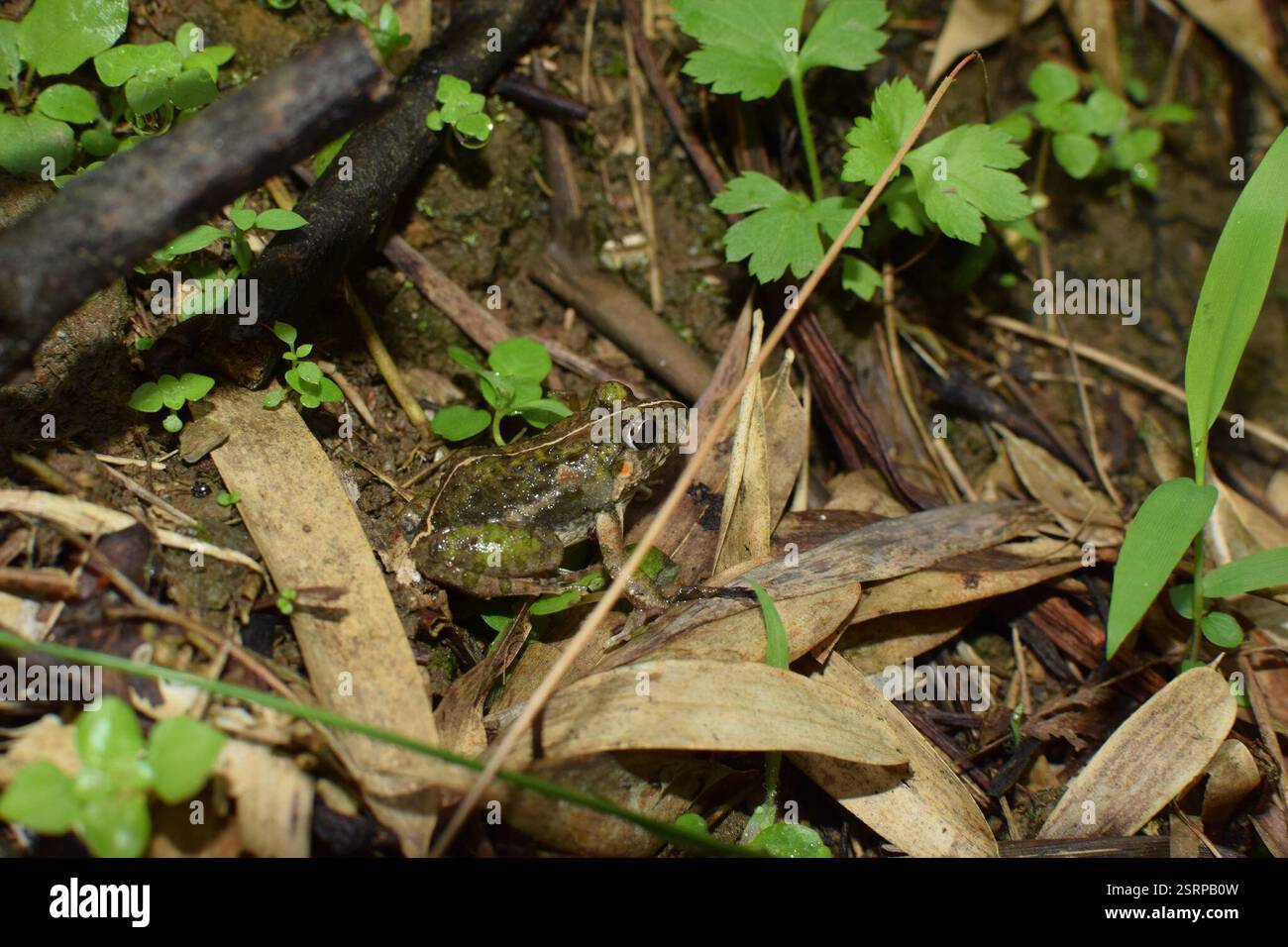 Hong Kong Rice-paddy Frog (Fejervarya multistriata), Amphibia ...