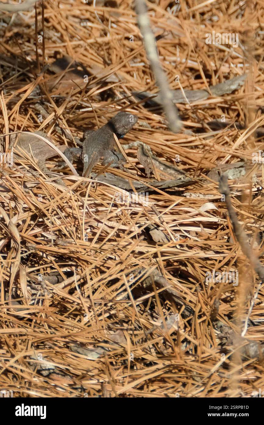 Eastern Fence Lizard (Sceloporus undulatus), Reptilia, Little Egg ...