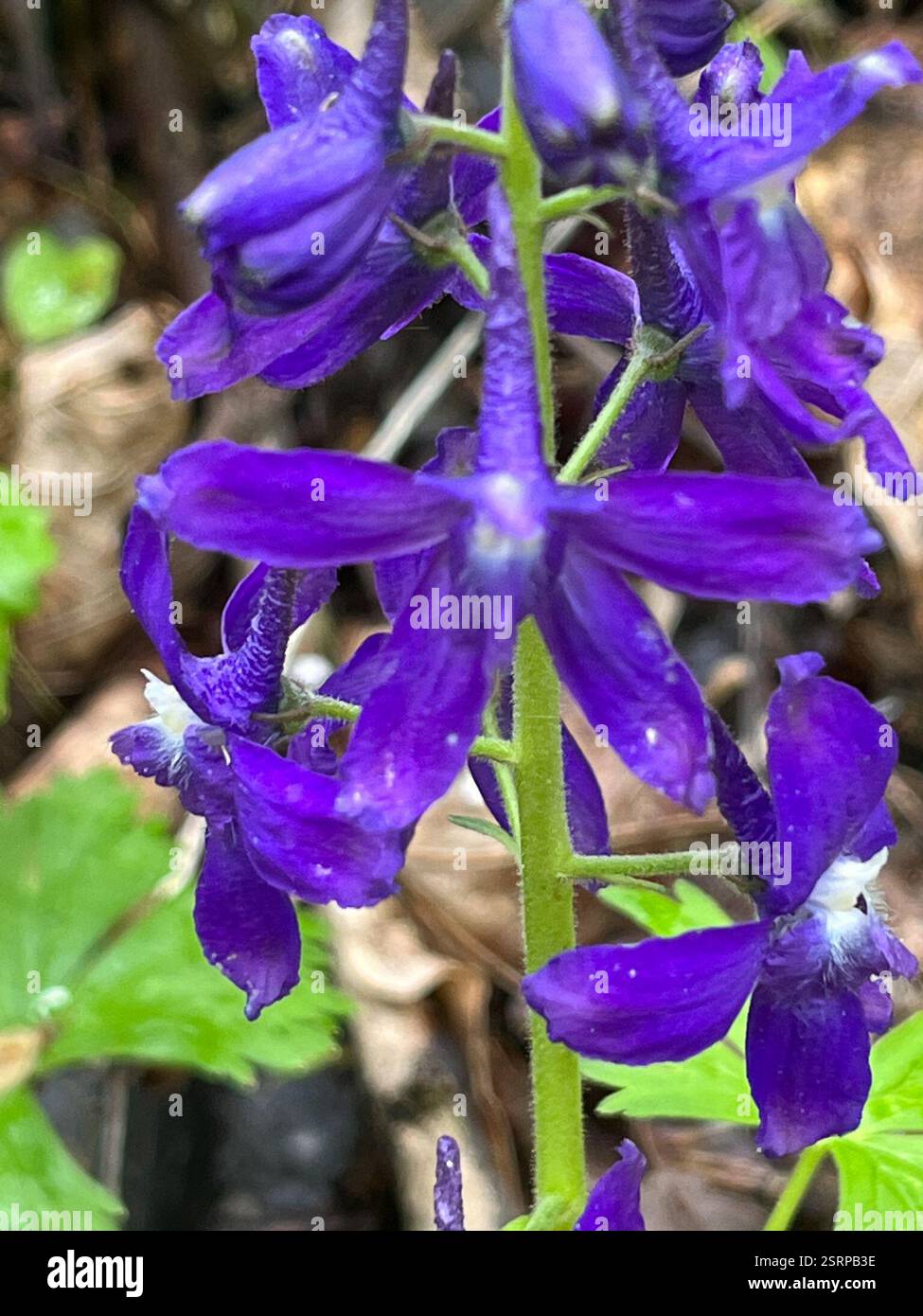 dwarf larkspur (Delphinium tricorne), Plantae, Plum, PA, USA Stock Photo - Alamy