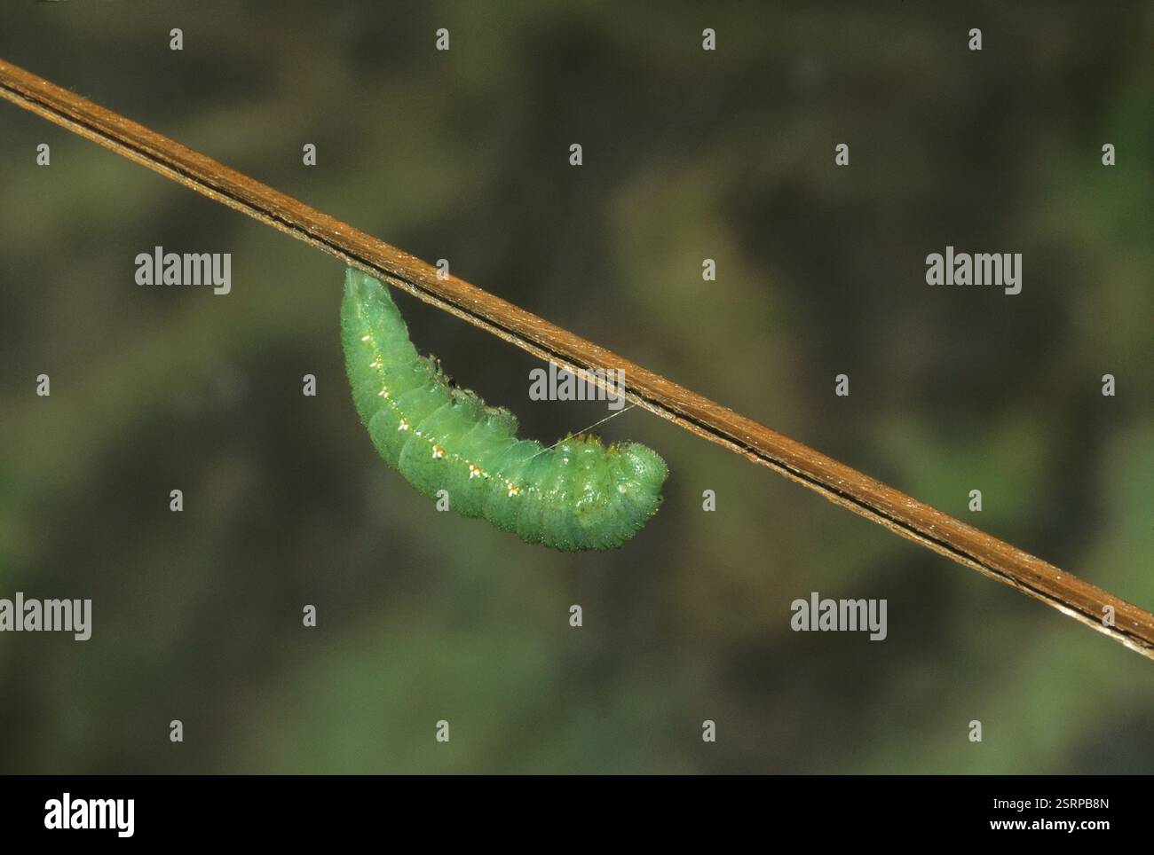 Insects, butterfly caterpillar, India, Asia Stock Photo - Alamy