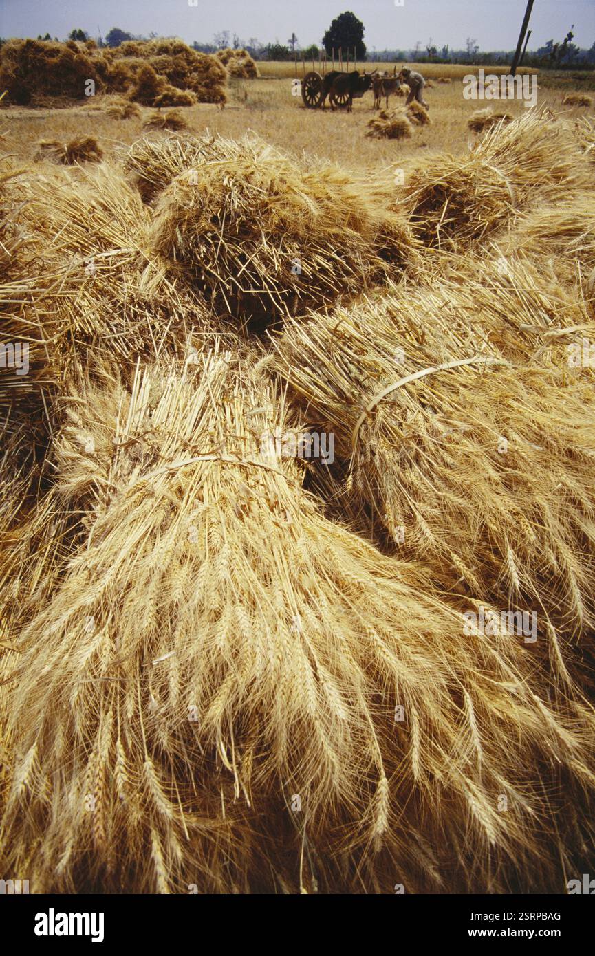 Wheat crops ready for harvest in field, India, Asia Stock Photo - Alamy