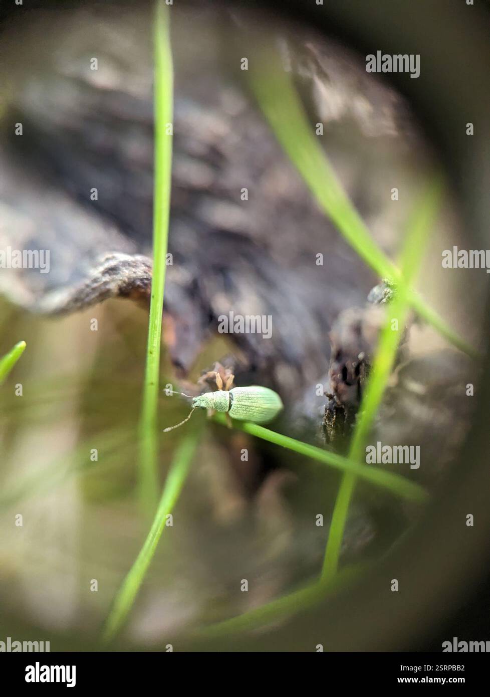 Pale Green Weevil (Polydrusus impressifrons), Insecta, Kennedy Hall ...