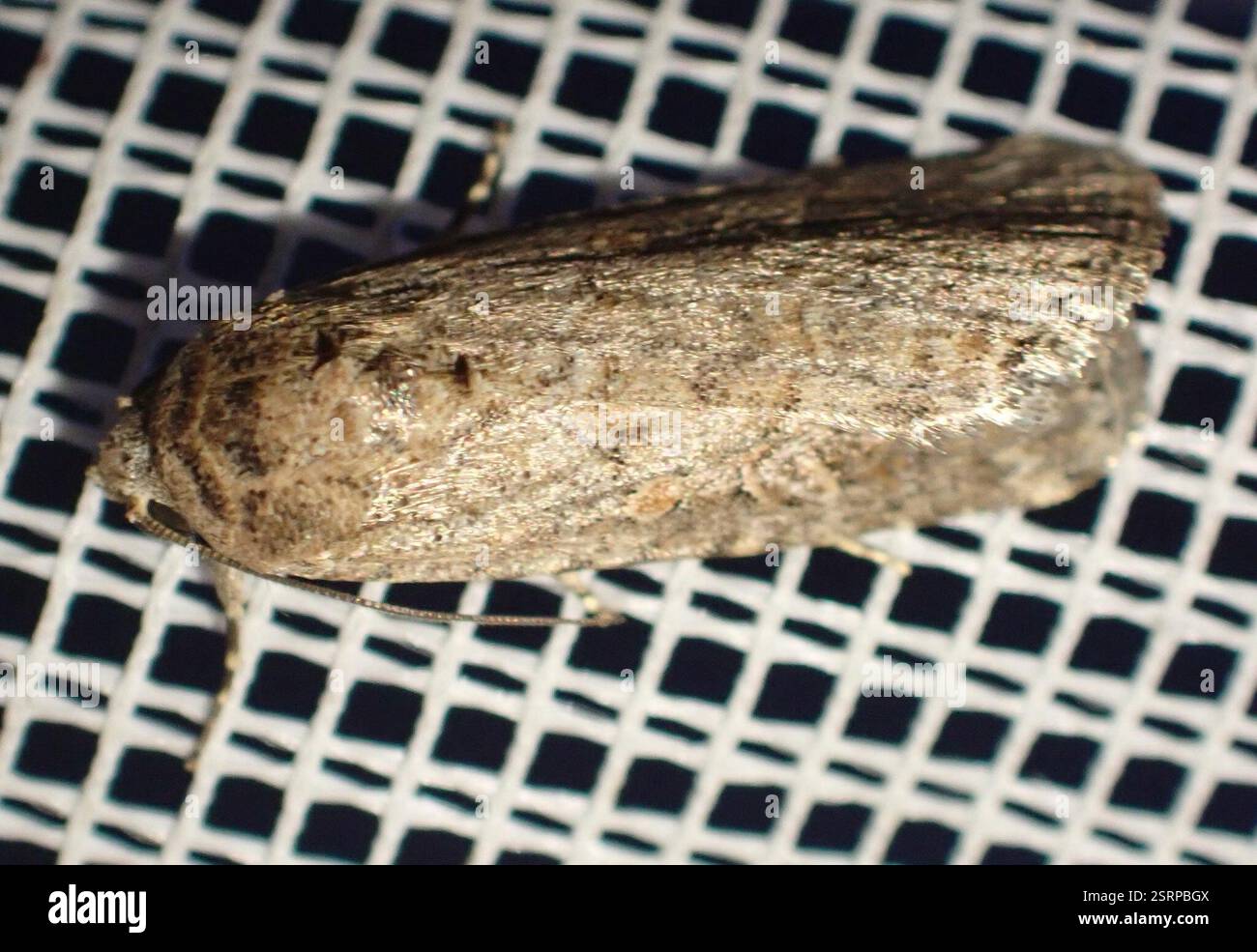 Beet Armyworm Moth (Spodoptera exigua), Insecta, RP1506, Telouet, Drâa ...