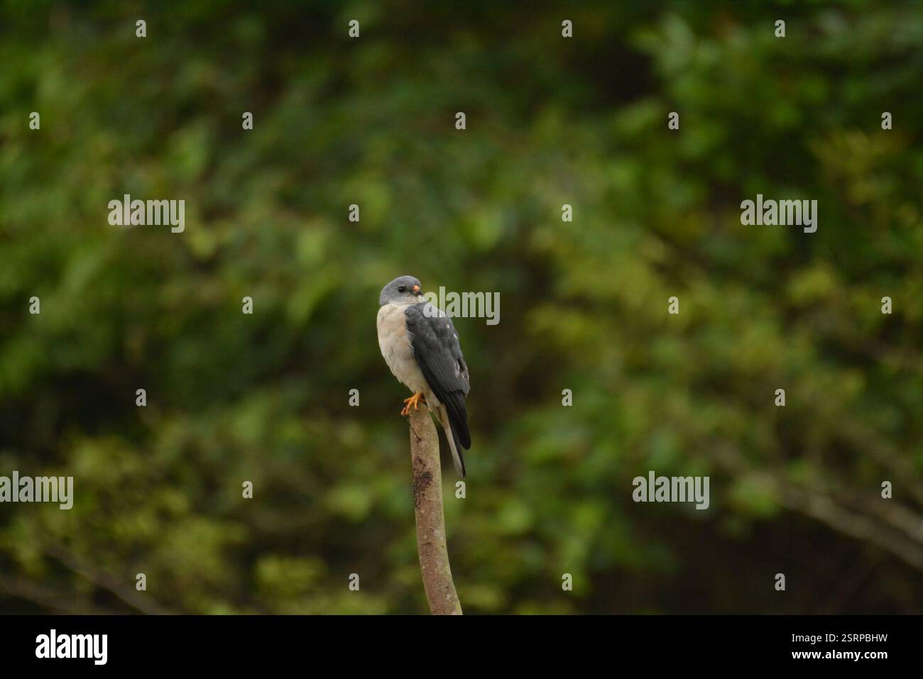 Chinese Sparrowhawk (Tachyspiza soloensis), Aves, Shangrao, CN-JX, CN ...