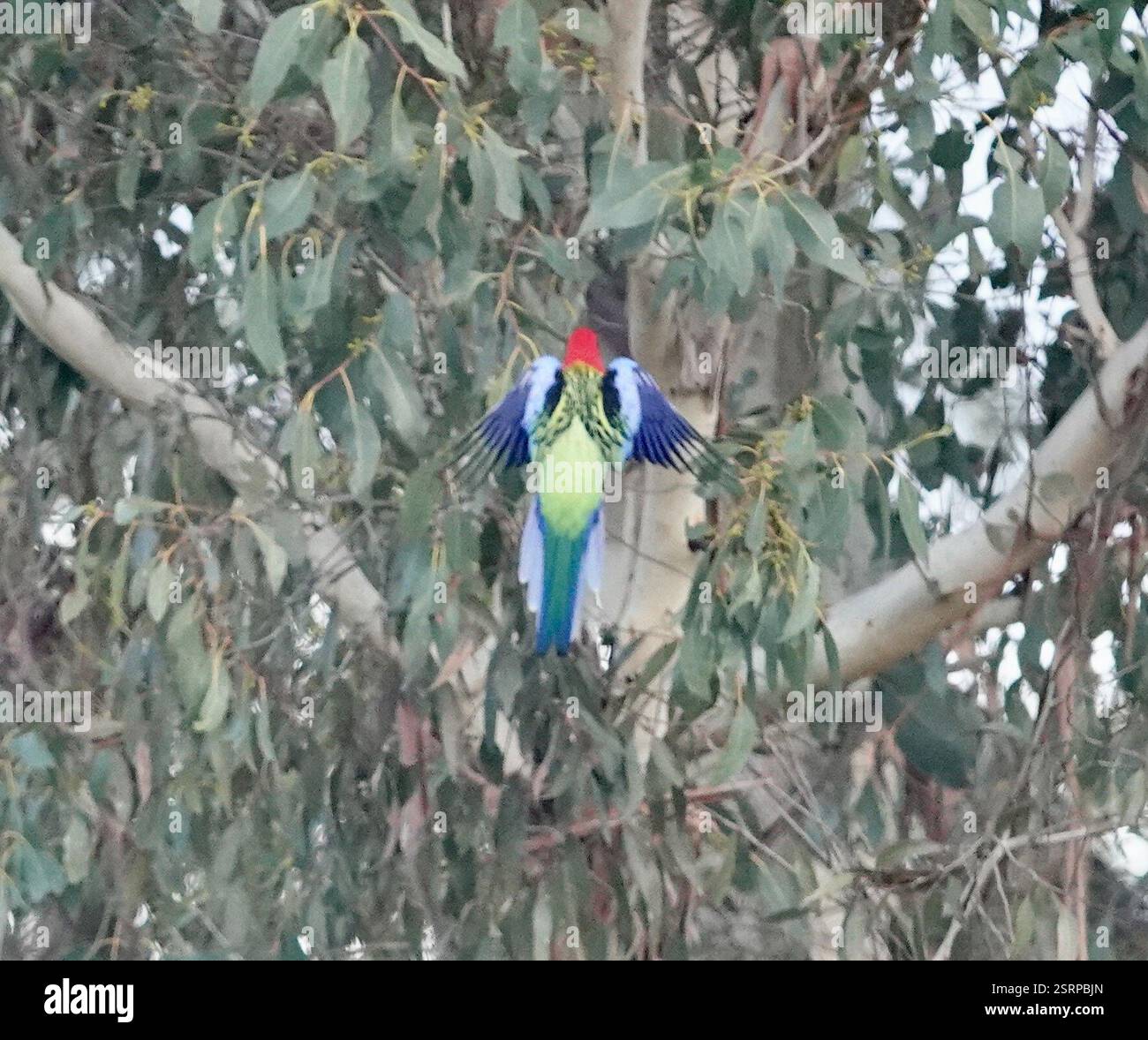 Southeast Eastern Rosella (Platycercus eximius eximius), Aves, Skye Ct, Bayswater North, VIC, AU ...