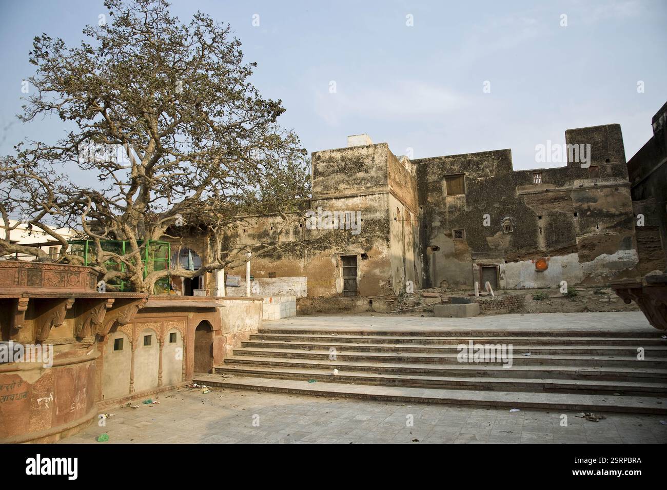 Kadamba tree in vrindavan, uttar pradesh, india, asia Stock Photo - Alamy