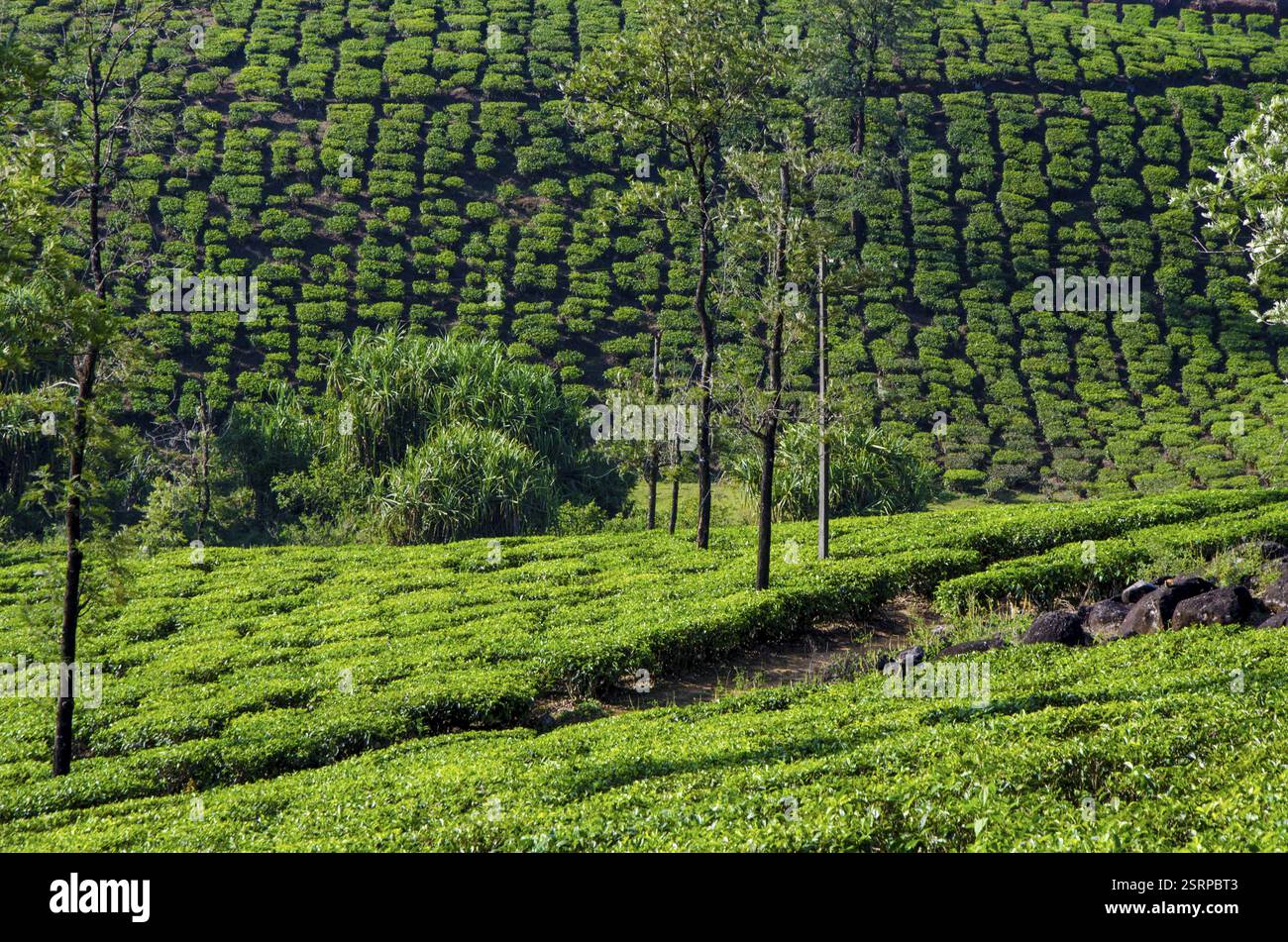 Tea plantation on hill, vagamon, kerala, india, asia Stock Photo - Alamy