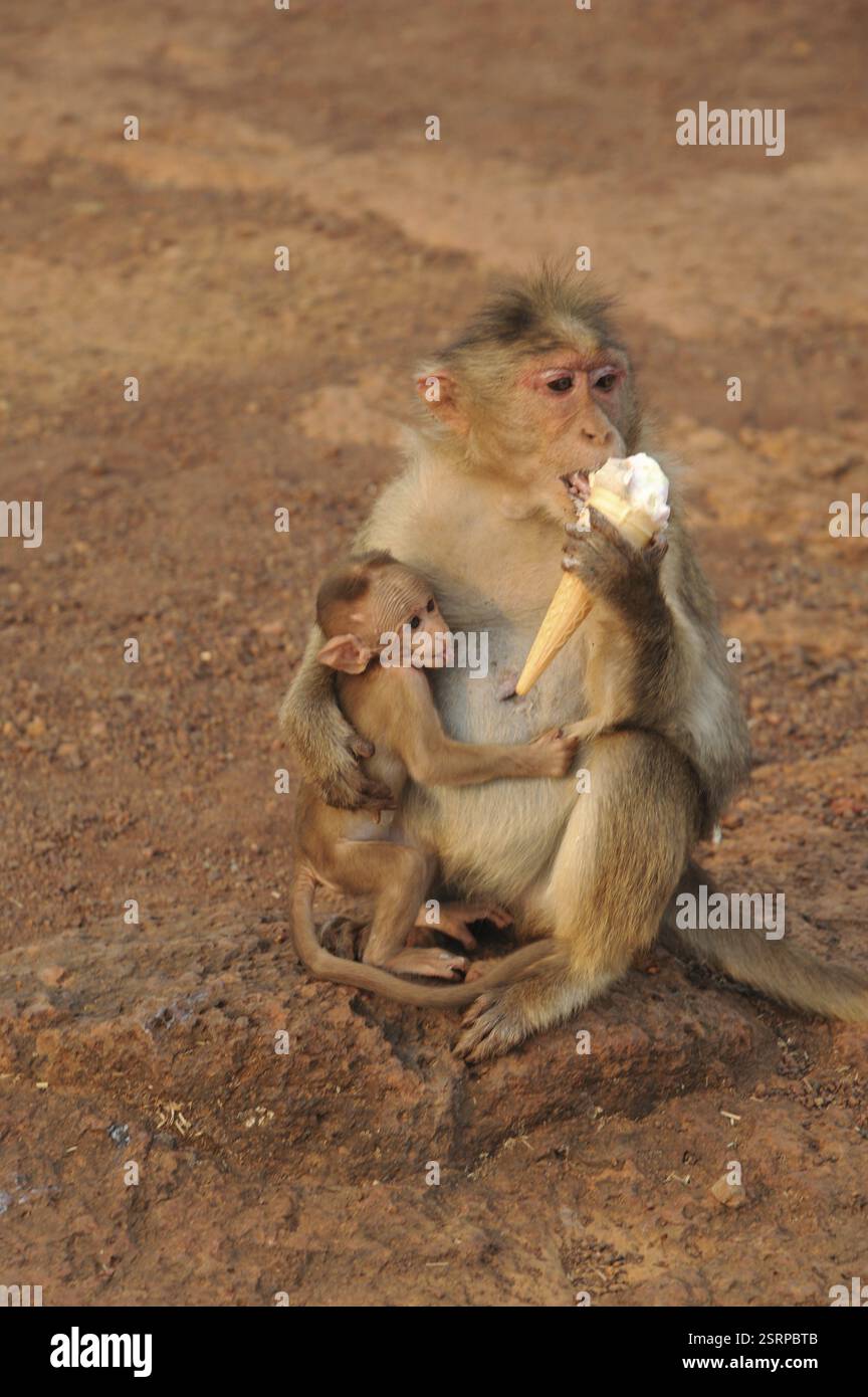 Monkey eating Ice Cream, Panchgani, Maharashtra, India, Asia Stock ...