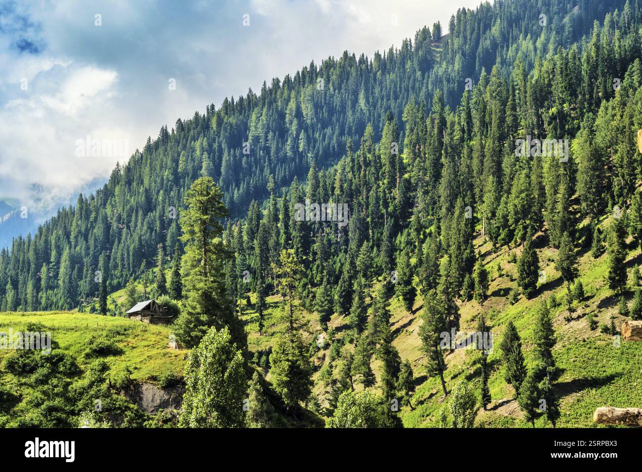 Pine trees, Gurez valley, Bandipora, Kashmir, India, Asia Stock Photo ...