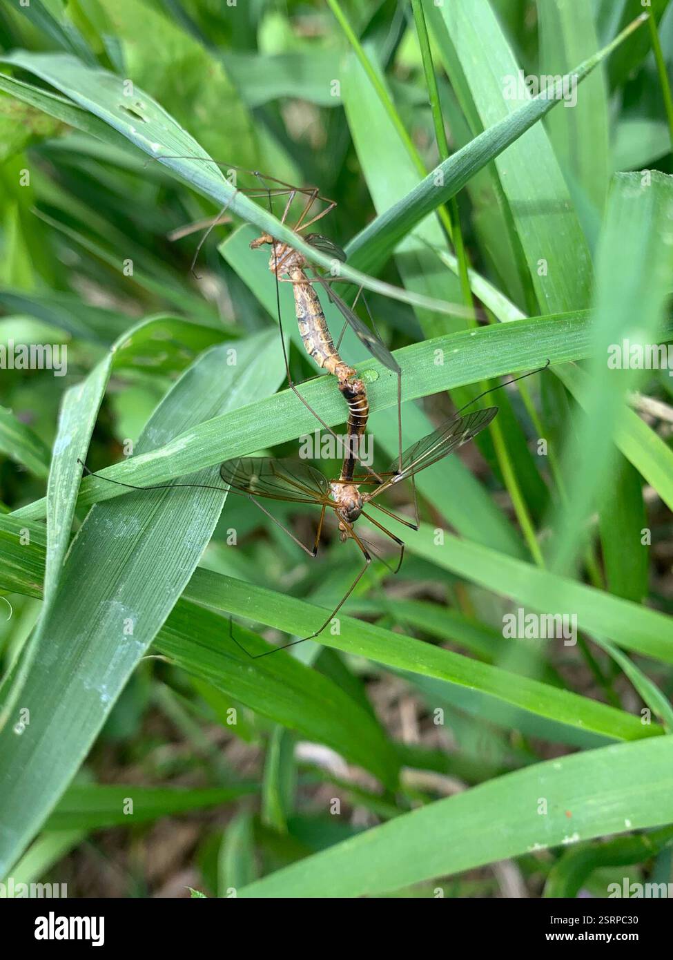 (Tipulinae), Insecta, The Arboretum State Botanical Garden of Kentucky ...