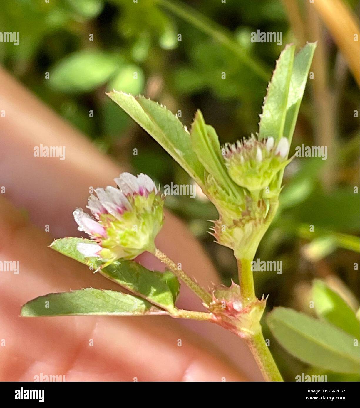 Santa Cruz Clover (Trifolium buckwestiorum), Plantae, Monterey County ...
