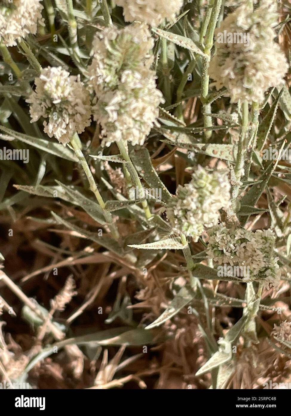 Coastal Cat's-foot-grass (Aeluropus littoralis), Plantae, Barrage Al ...