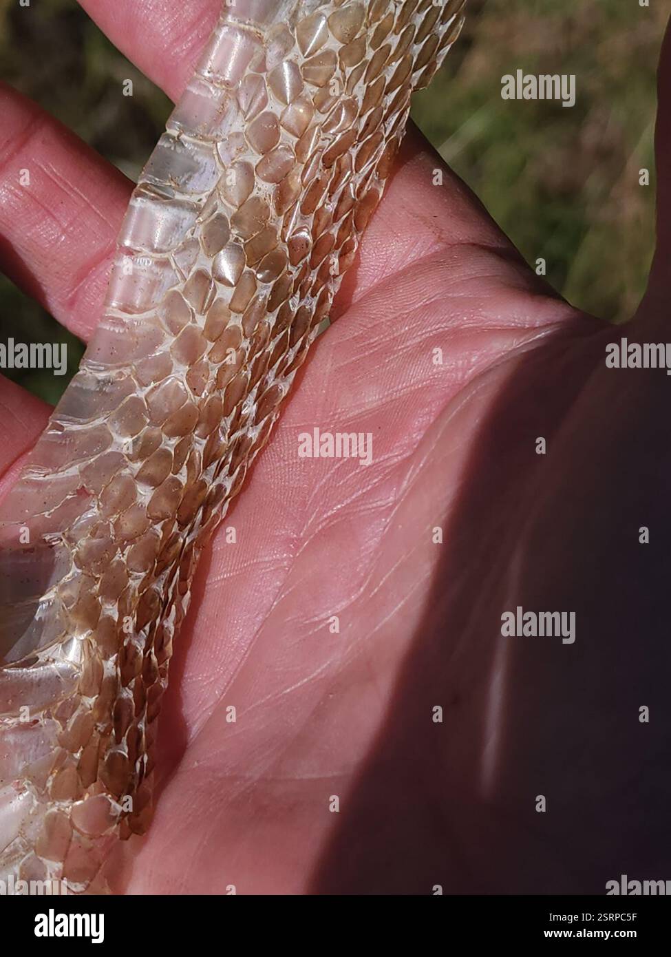 Brown Tree Snake (Boiga irregularis), Reptilia, Gracemere QLD 4702 ...