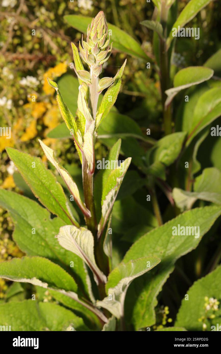 purple foxglove (Digitalis purpurea), Plantae, Penrhos Coastal Park ...