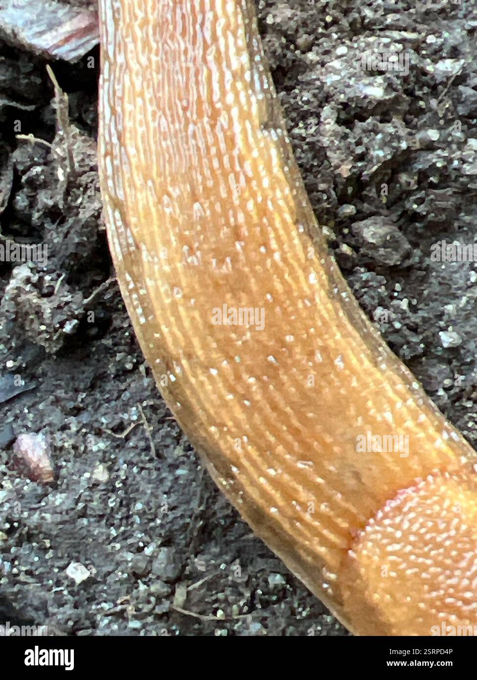 Western Dusky Slug (Arion subfuscus), Mollusca, Seymour Crt, New ...
