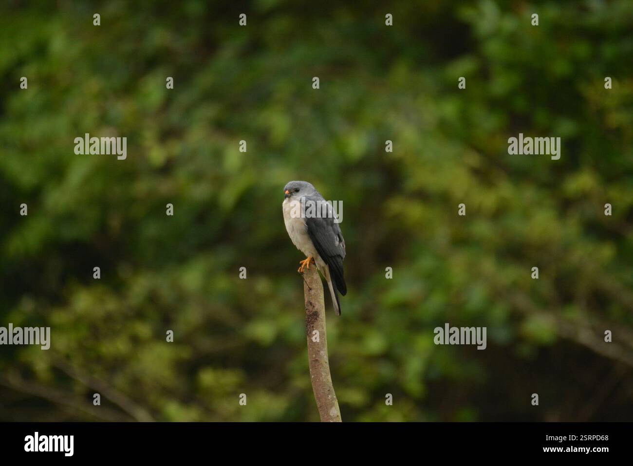 Chinese Sparrowhawk (Tachyspiza soloensis), Aves, Shangrao, CN-JX, CN ...
