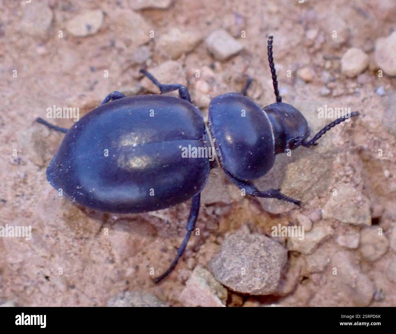 (Pimeliinae), Insecta, Zerkten, Marrakesh-Safi, MA Stock Photo - Alamy