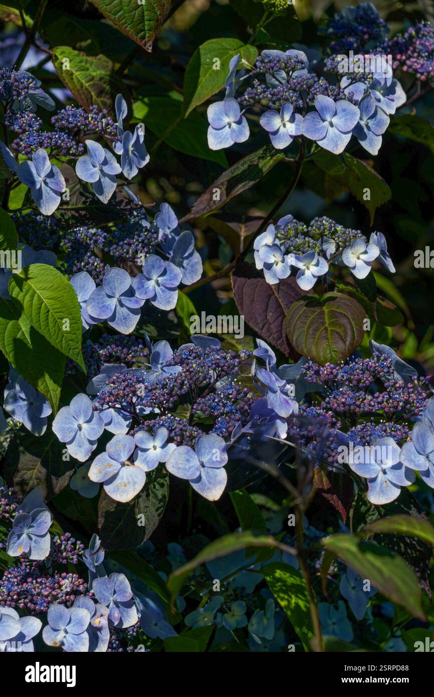 Lacecap hydrangea with delicate blue florets and bracts, surrounded by ...