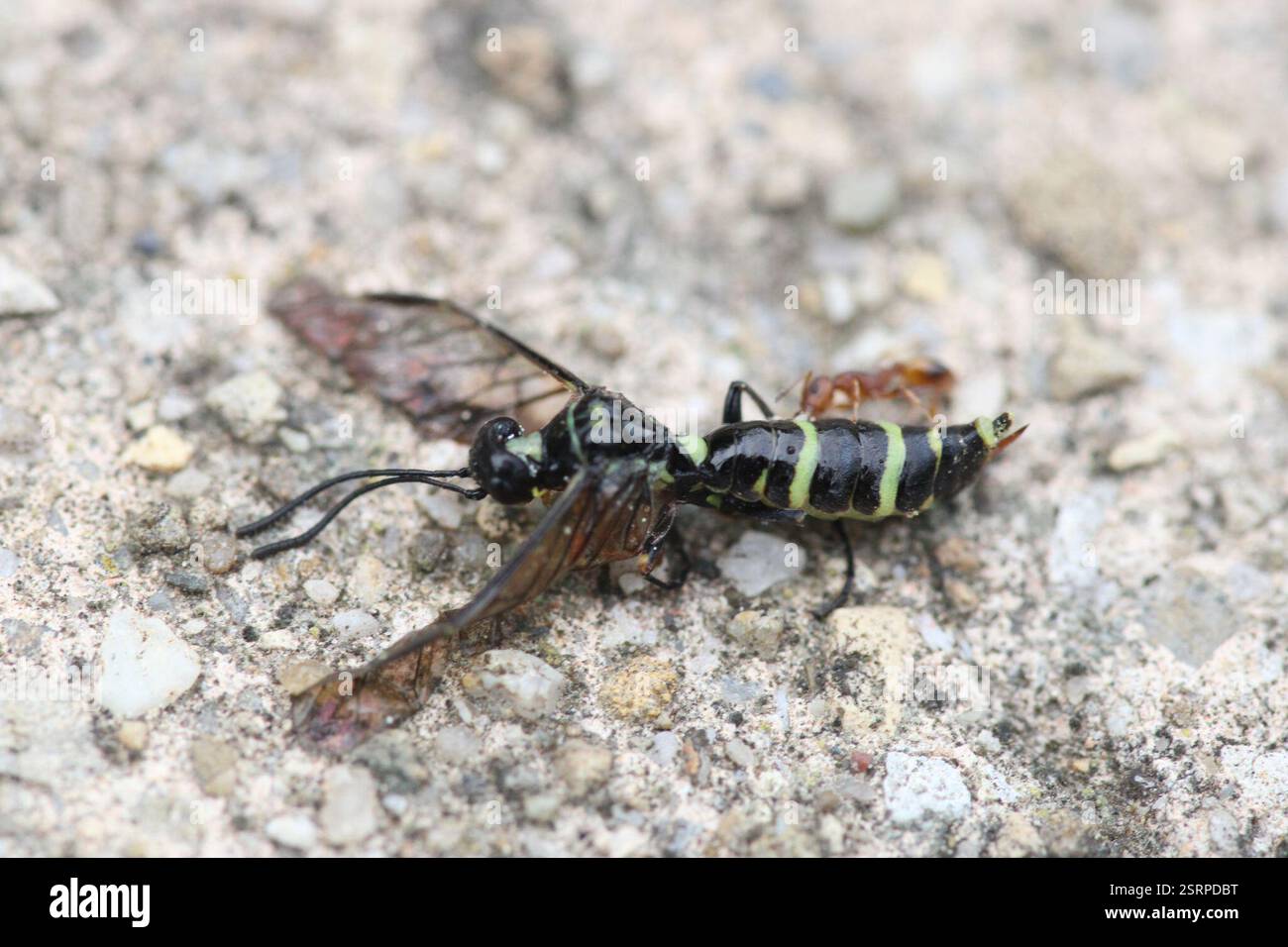 European wheat stem sawfly hi-res stock photography and images - Alamy