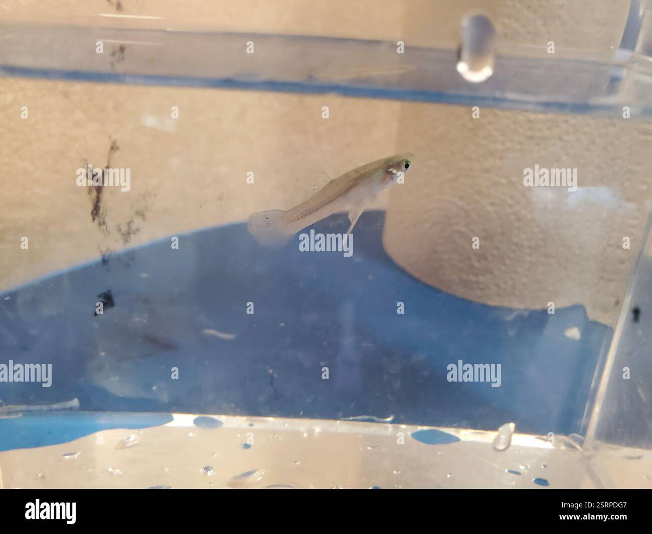 Western Mosquitofish (Gambusia affinis), Actinopterygii, Jefferson City ...