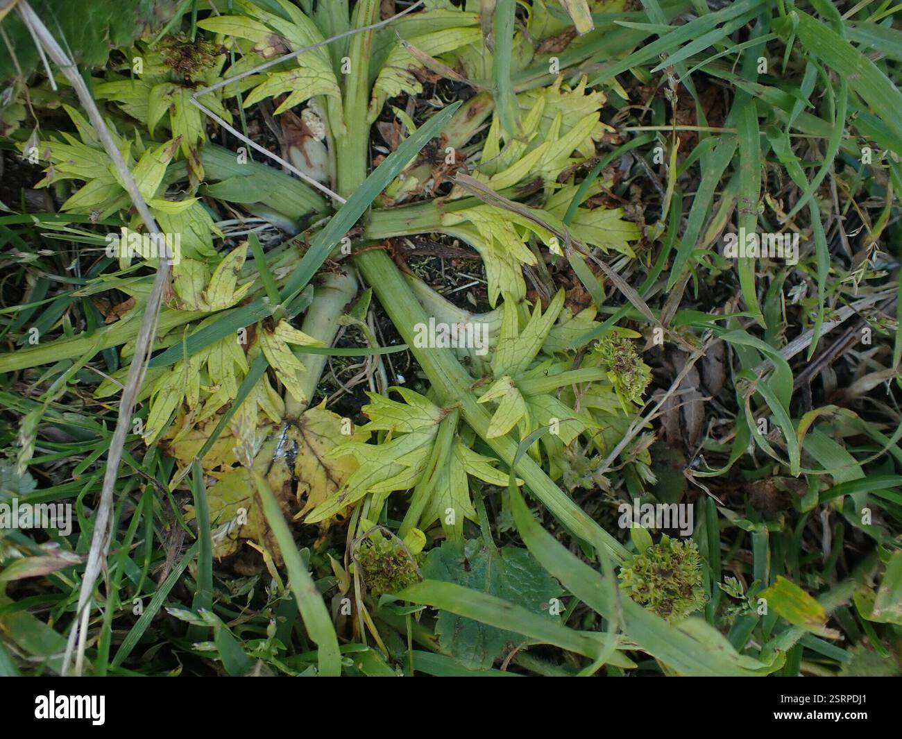 Footsteps of spring (Sanicula arctopoides), Plantae, Oak Bay, BC ...