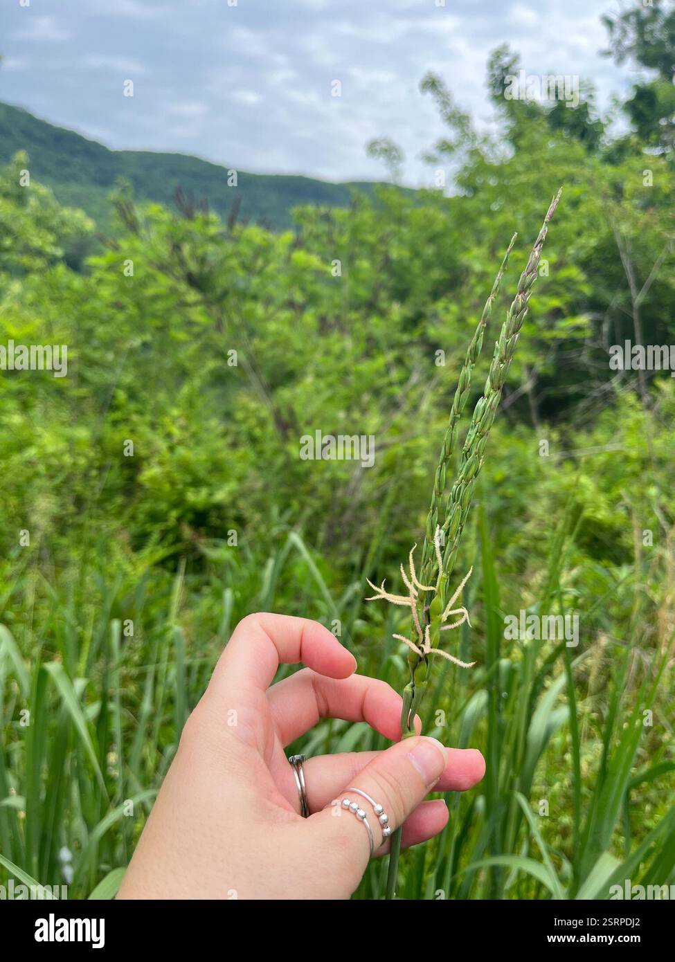 eastern gamagrass (Tripsacum dactyloides), Plantae, Prentice Cooper ...