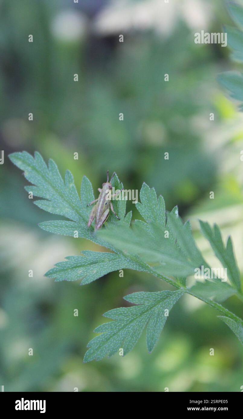 Grasshoppers (Acrididea), Insecta, 5896 State Hwy 199 Stock Photo - Alamy