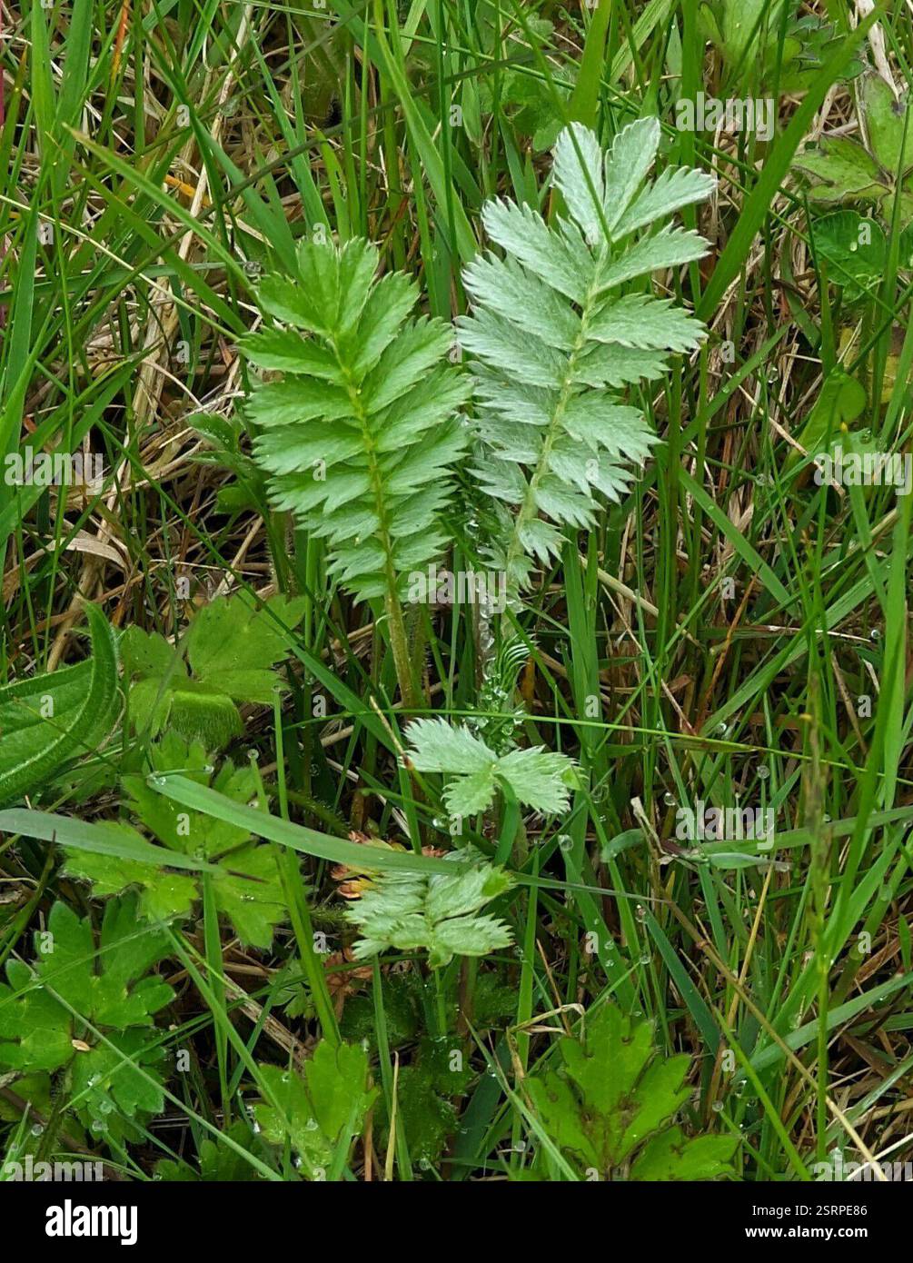 common silverweed (Argentina anserina), Plantae, Lislorkan North, Co ...