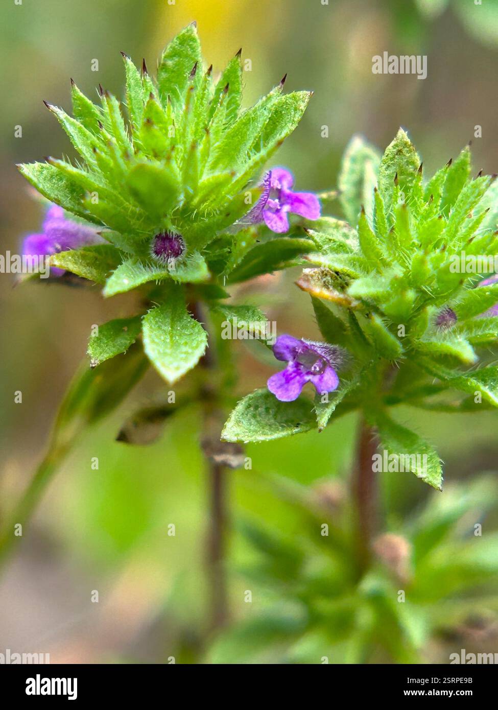 thyme-leaved pogogyne (Pogogyne serpylloides), Plantae, Montaña de Oro ...