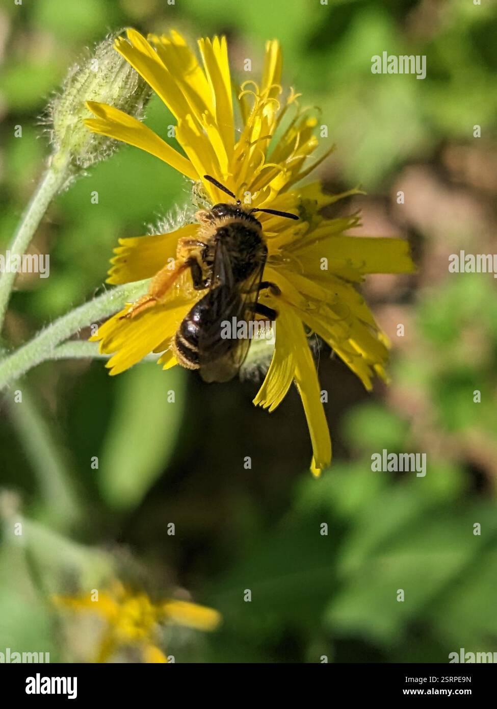 Fulvago hi-res stock photography and images - Alamy