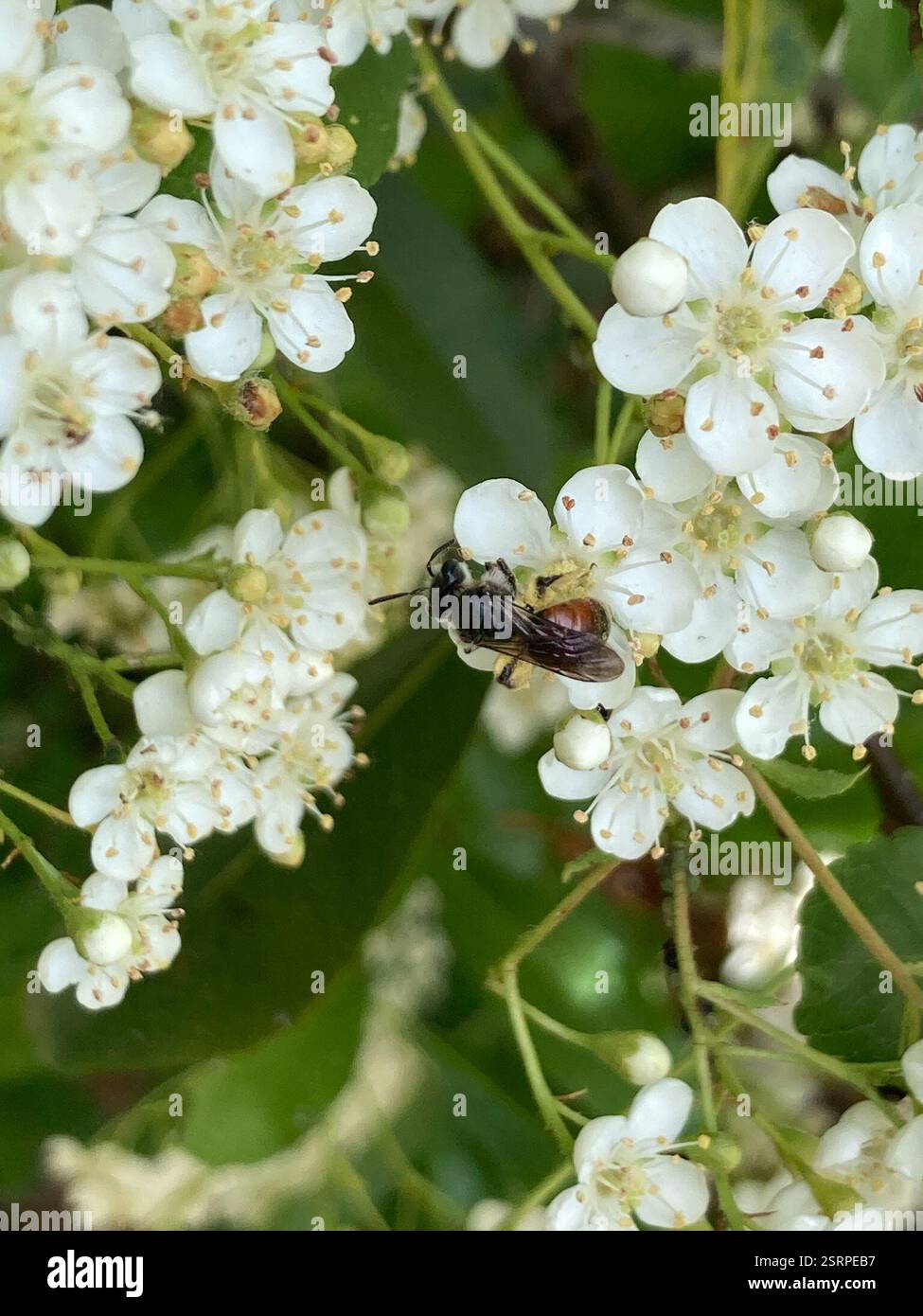 Red-girdled Mining Bee (Andrena labiata), Insecta, Sheen Lane, London ...