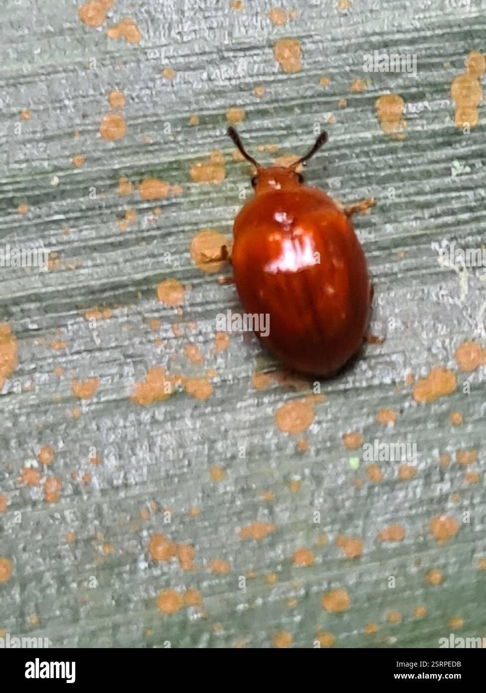 Pleasing Fungus Beetles (Erotylidae), Insecta, Brownsweg, Suriname ...