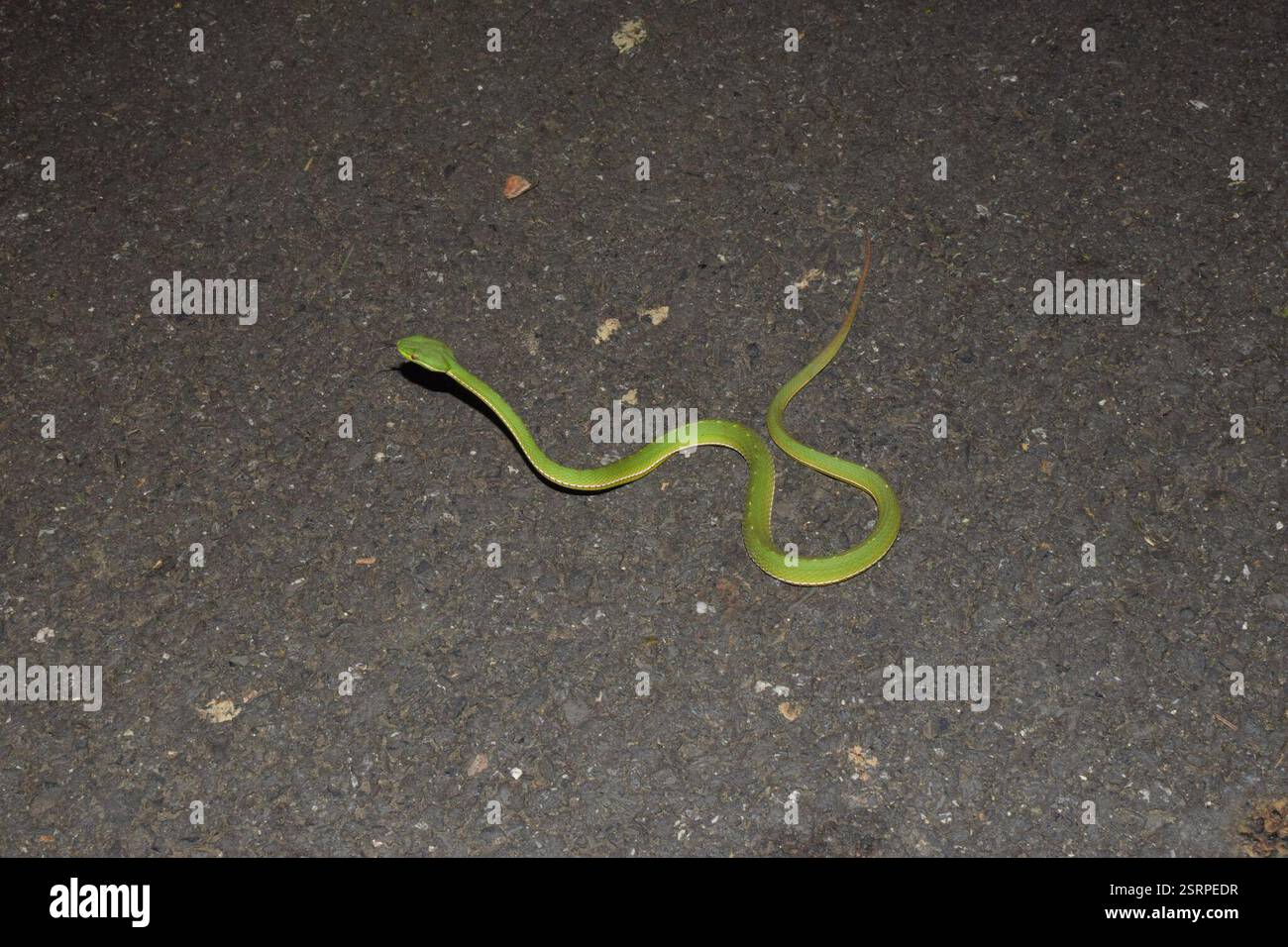 Stejnegeri viper hi-res stock photography and images - Alamy
