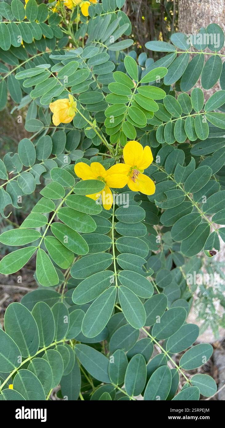 Sunshine Tree (Senna surattensis), Plantae, Porbandar, Porbandar, GJ ...