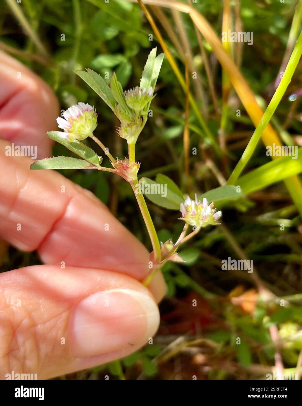 Rare clovers hi-res stock photography and images - Alamy