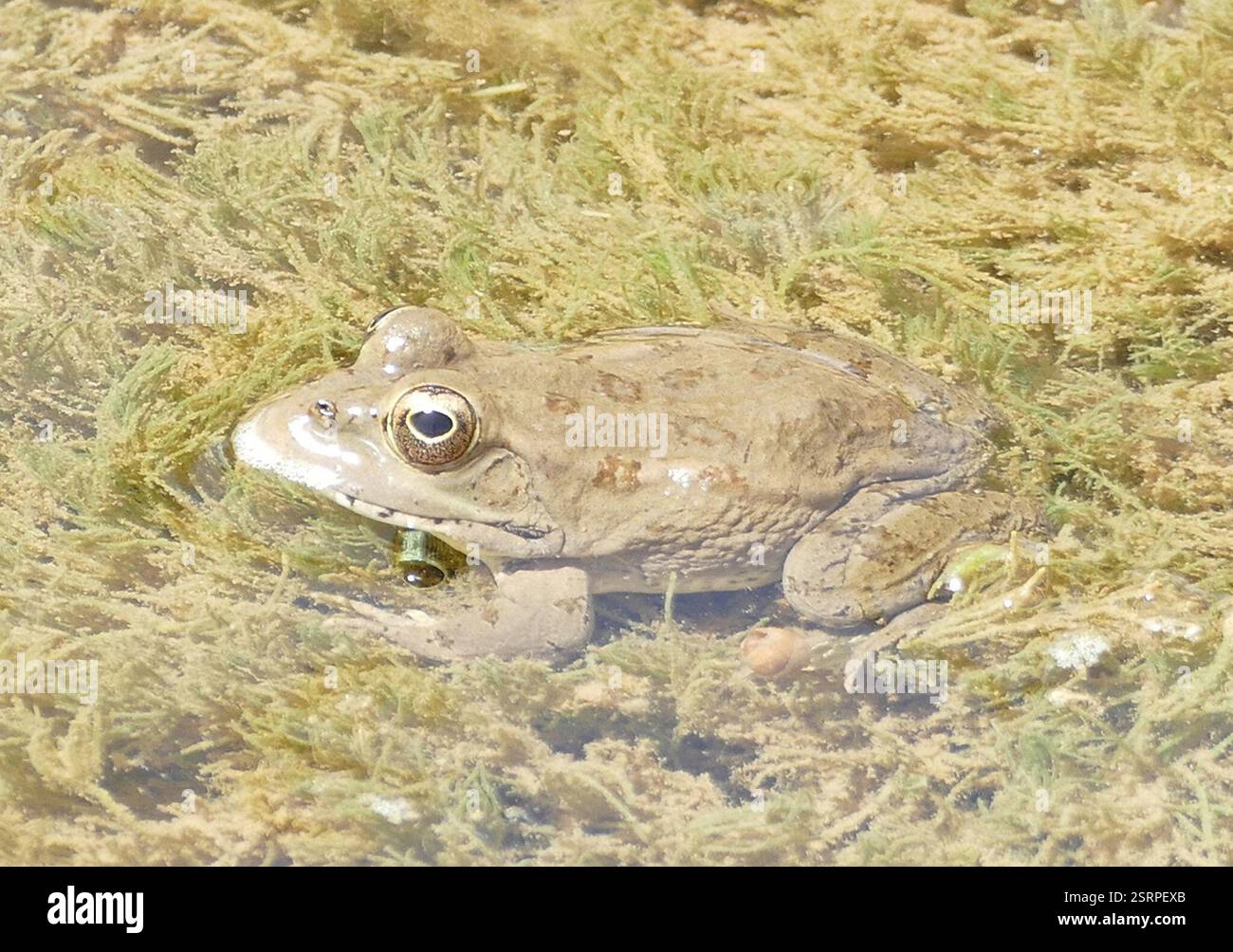 Sahara Frog (Pelophylax saharicus), Amphibia, RP1522, M'Hamid El ...