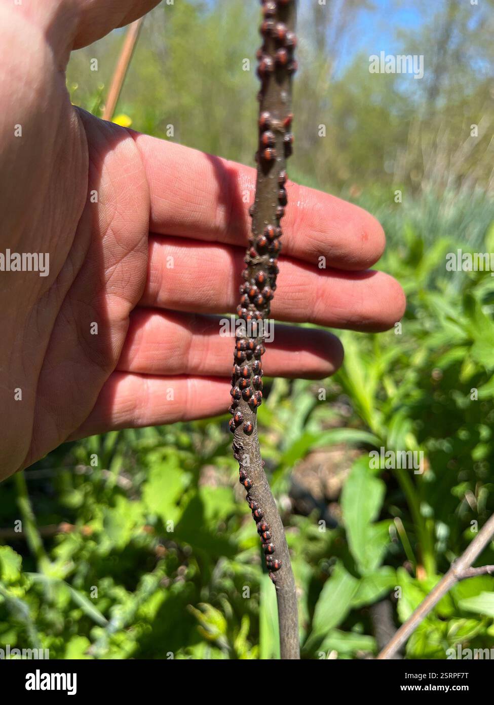 Scale Insects (Coccoidea), Insecta, Five Bridge Rd, Brimfield, MA, US ...