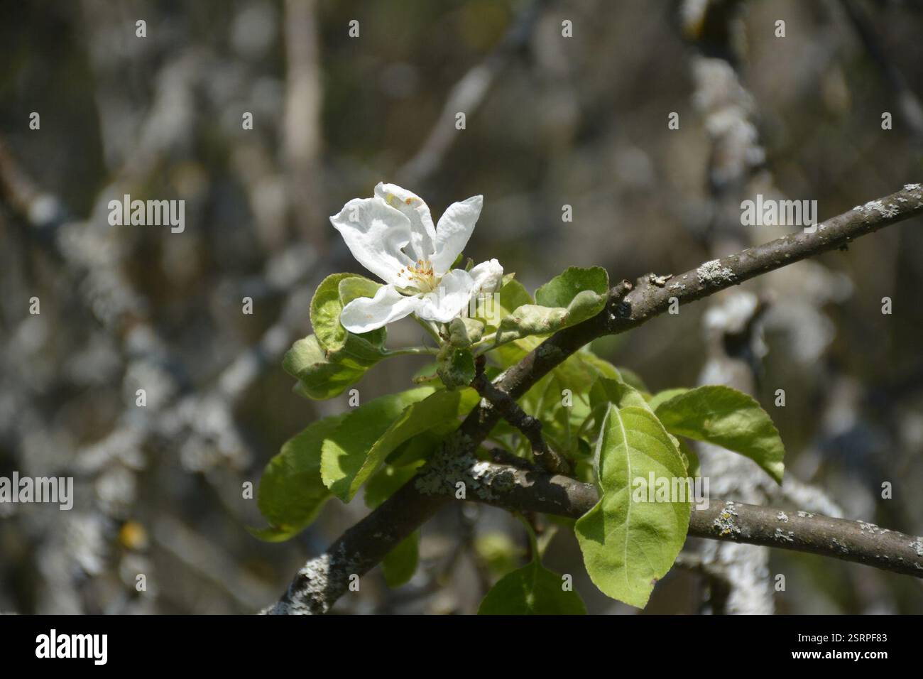 European Wild Apple (Malus sylvestris), Plantae, Селивановский р-н ...