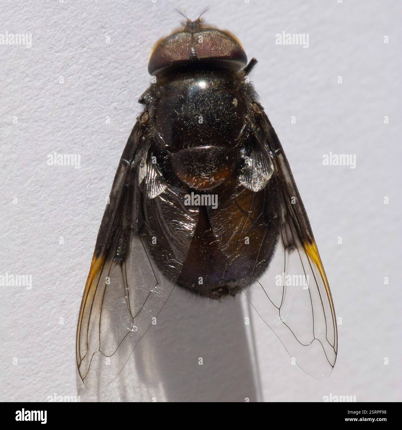 Mexican Cactus Fly (Copestylum mexicanum), Insecta, Villa de Leyva ...