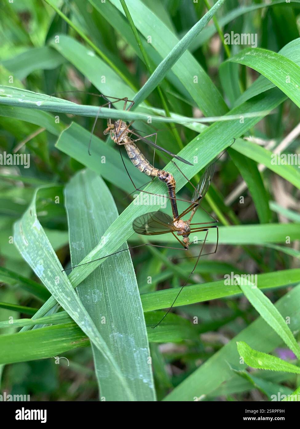 (Tipulinae), Insecta, The Arboretum State Botanical Garden of Kentucky ...