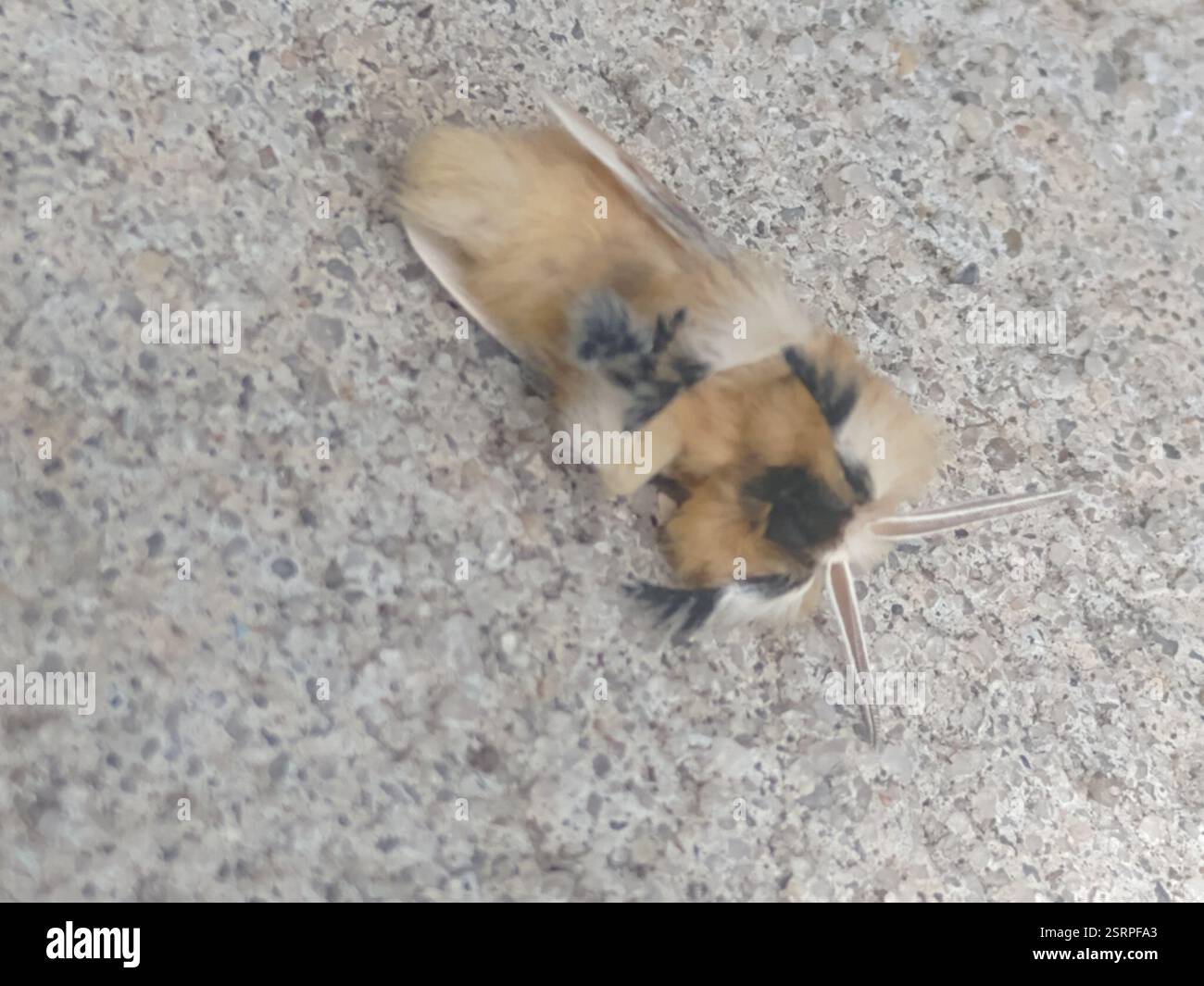 Southern Flannel Moth (Megalopyge opercularis), Insecta, Lake Terrace ...