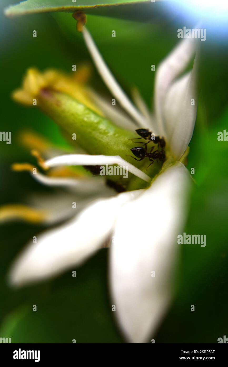 Pillinator insect hi-res stock photography and images - Alamy