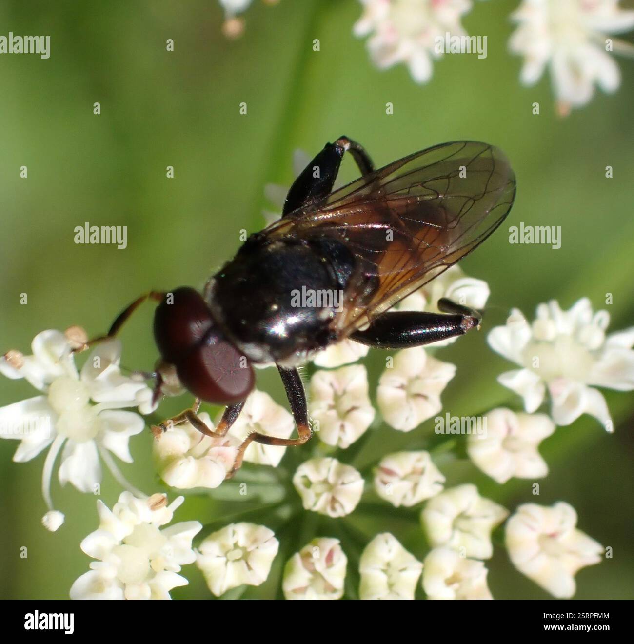 Tooth-thighed Hoverfly (Tropidia scita), Insecta, Nationaal Park De ...