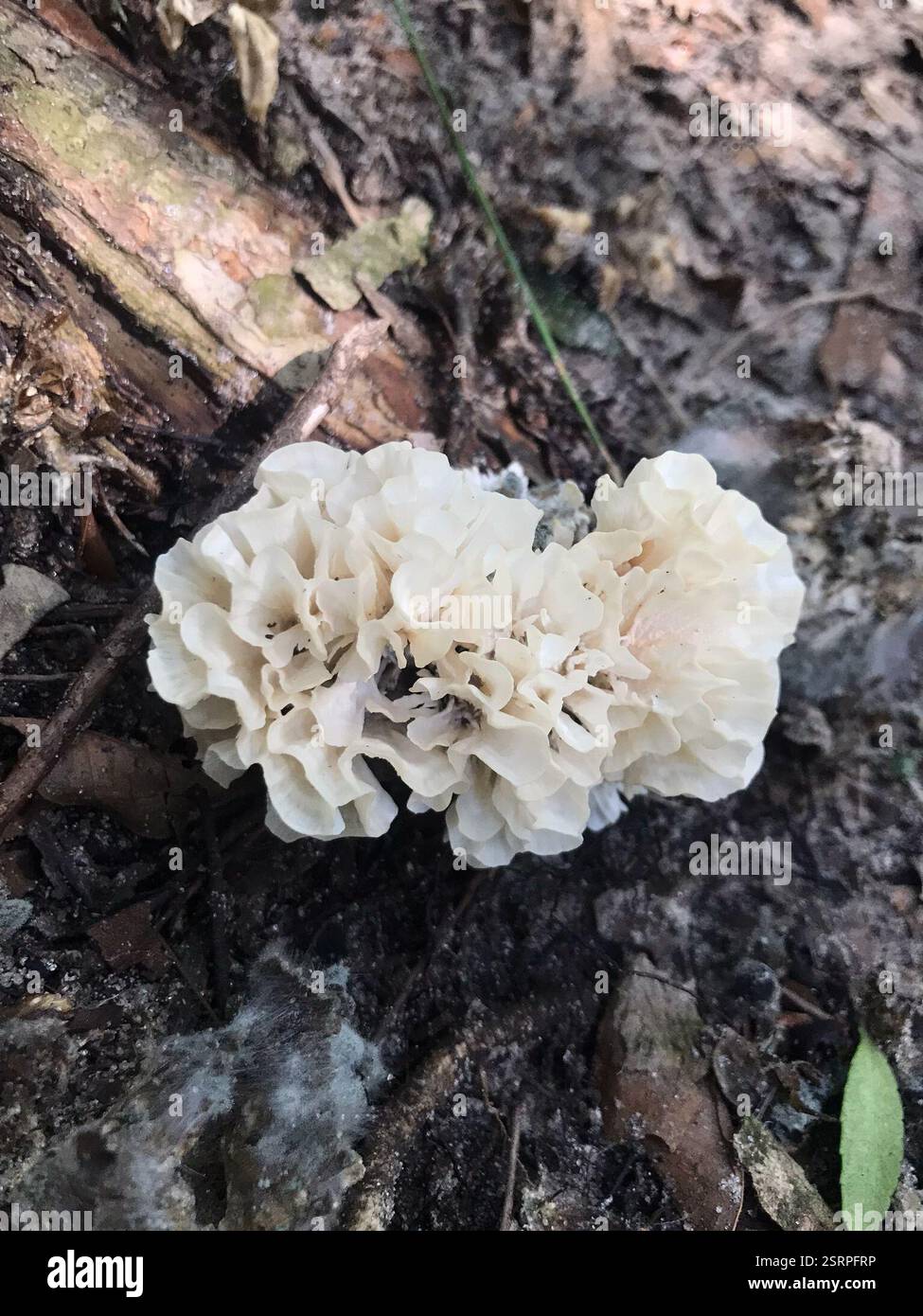 poretooth rosette (Irpex rosettiformis), Fungi, El Palmar, Colón, Entre ...