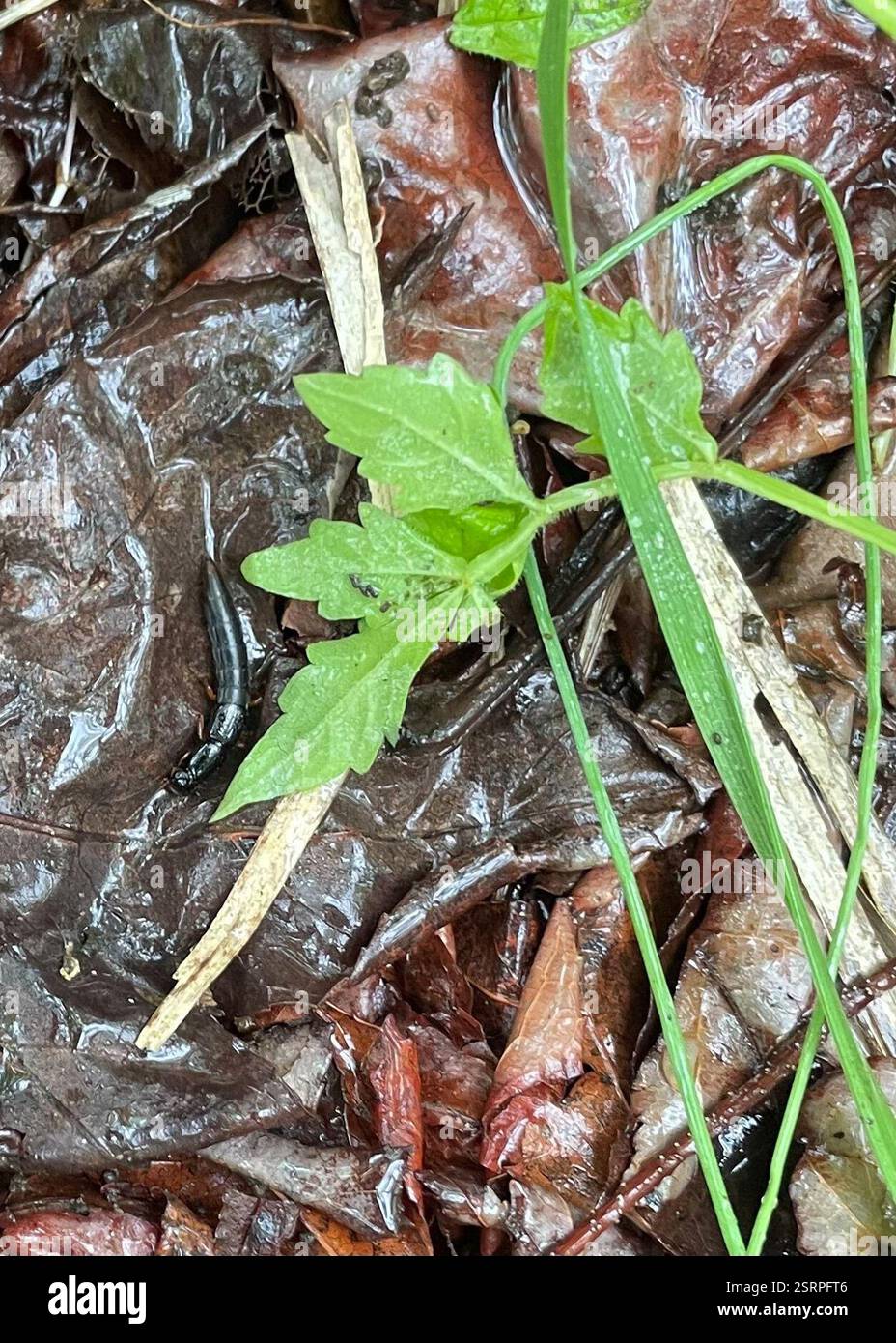 Paederinae hi-res stock photography and images - Alamy