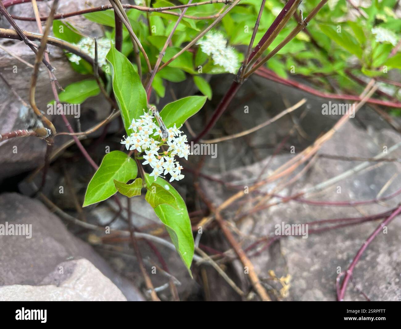 red osier dogwood (Cornus sericea), Plantae, Flaming Gorge National ...
